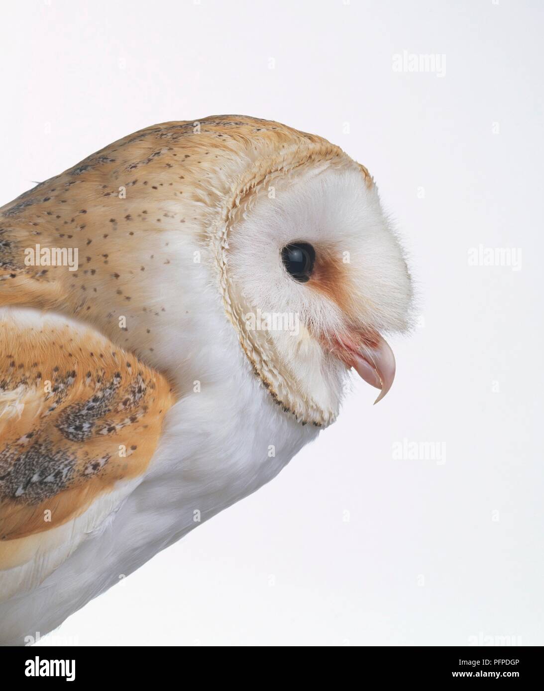 Barn owl side profile hi-res stock photography and images - Alamy