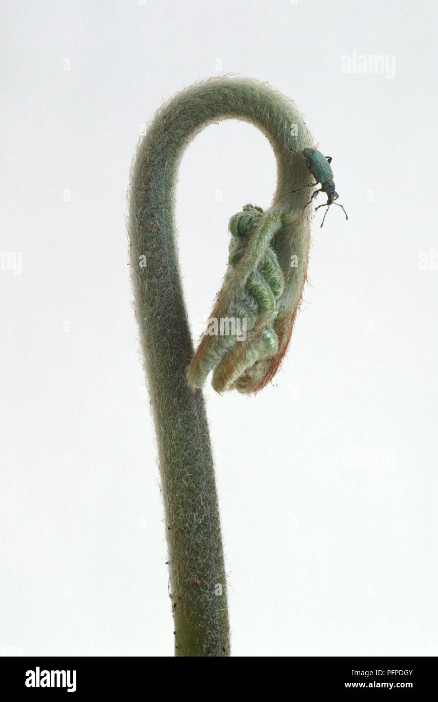 Insect on fern Stock Photo - Alamy