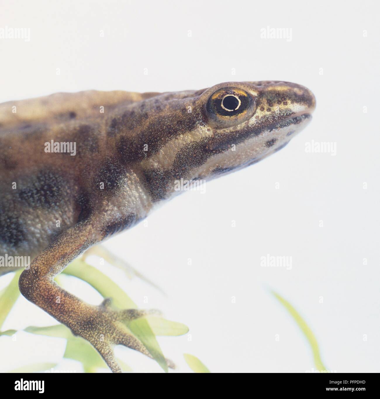 Common Newt (Lissotriton vulgaris) swimming in fish tank Stock Photo ...