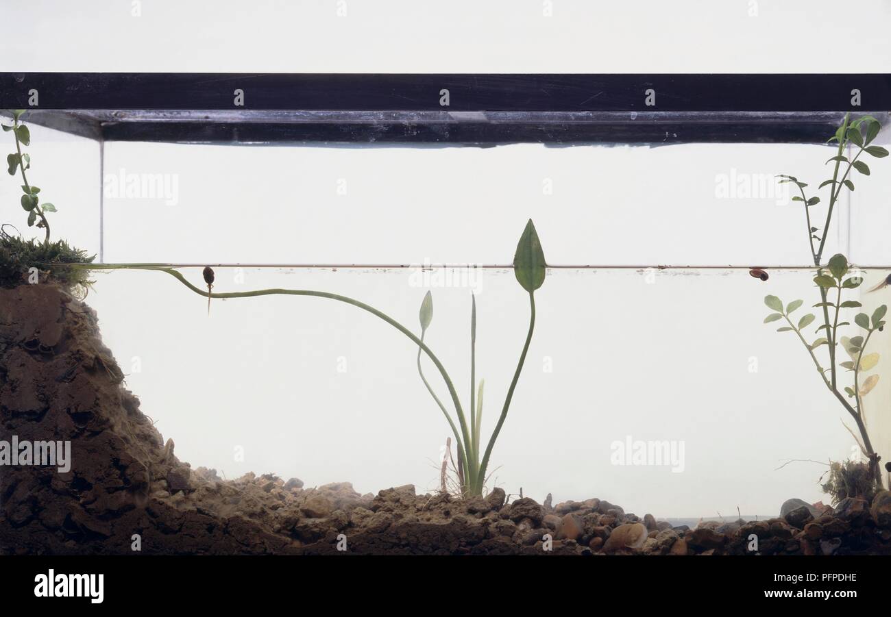 Plants in fish tank Stock Photo - Alamy