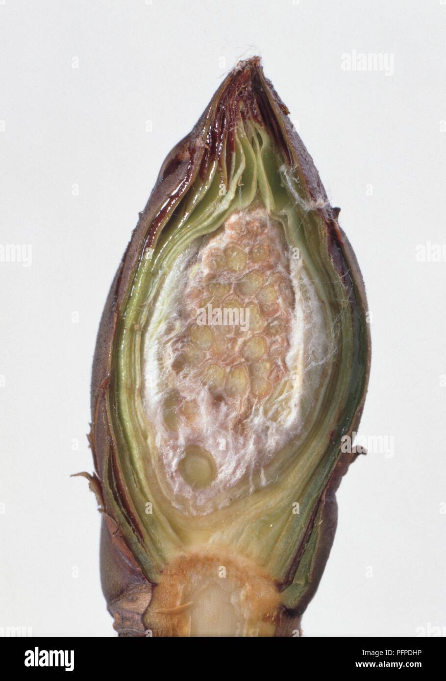 Water Lilly (Nymphaeaceae) bud, cross section Stock Photo - Alamy