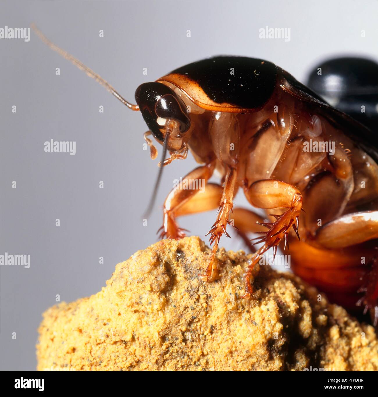 Cockroach side view hi-res stock photography and images - Alamy