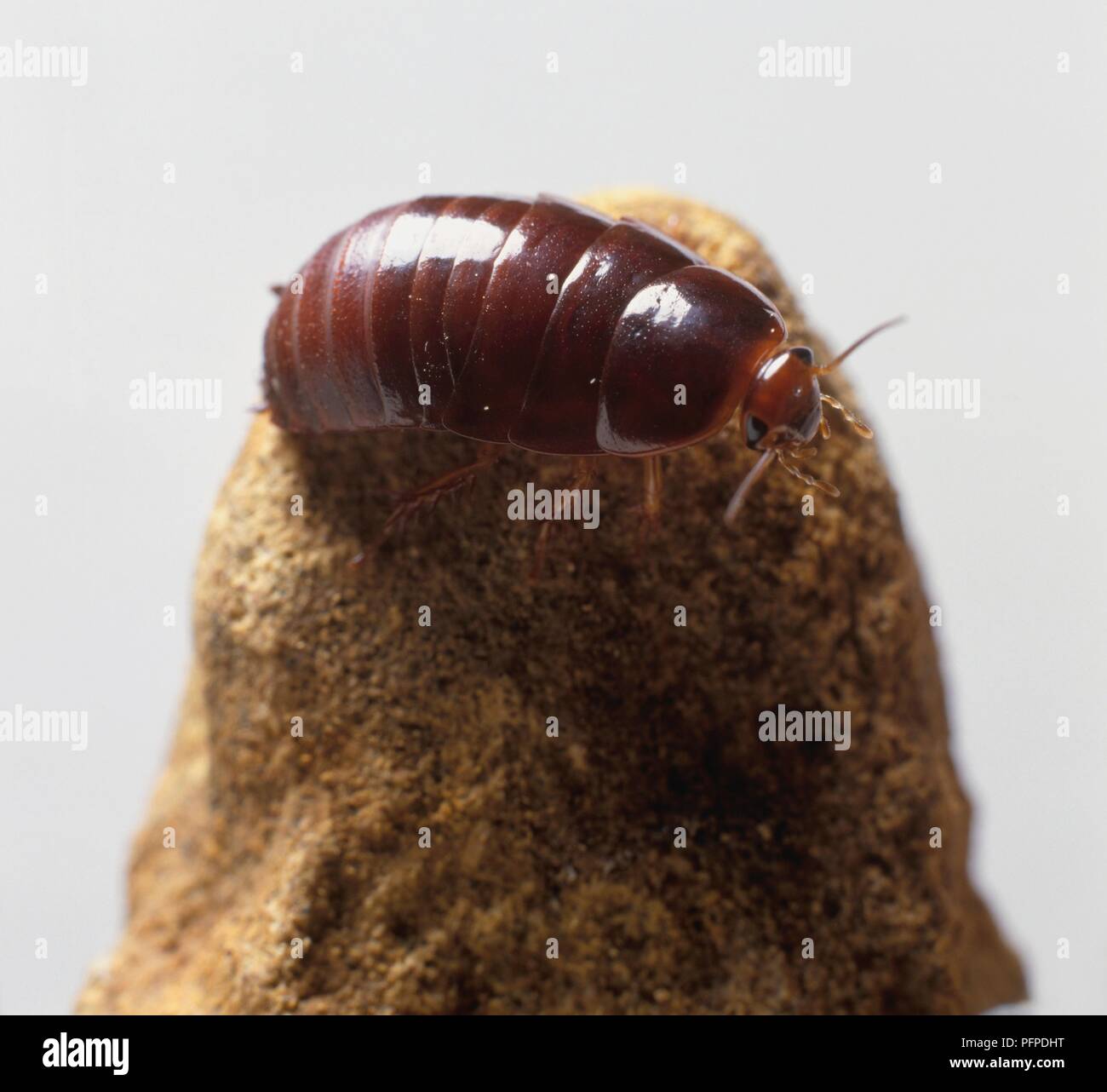 A young Surinam cockroach (Pycnoscelus surinamensis) on a rock Stock ...