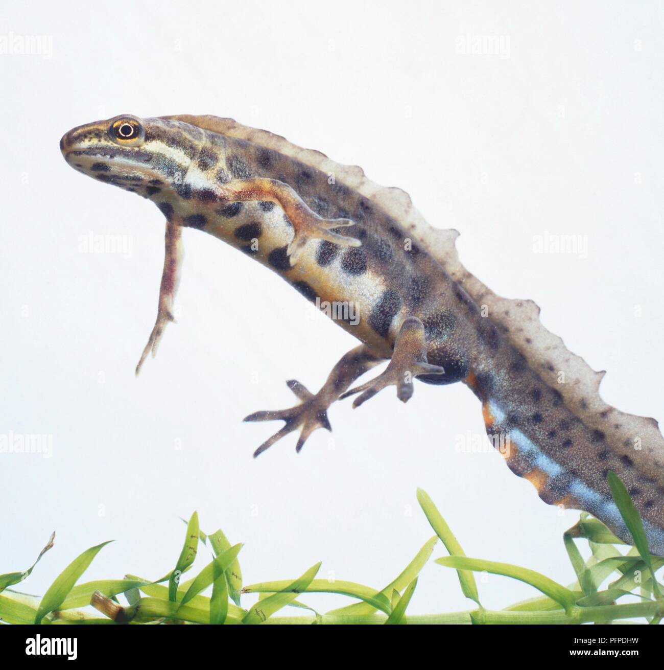 Common Newt (Lissotriton vulgaris) swimming in fish tank Stock Photo ...