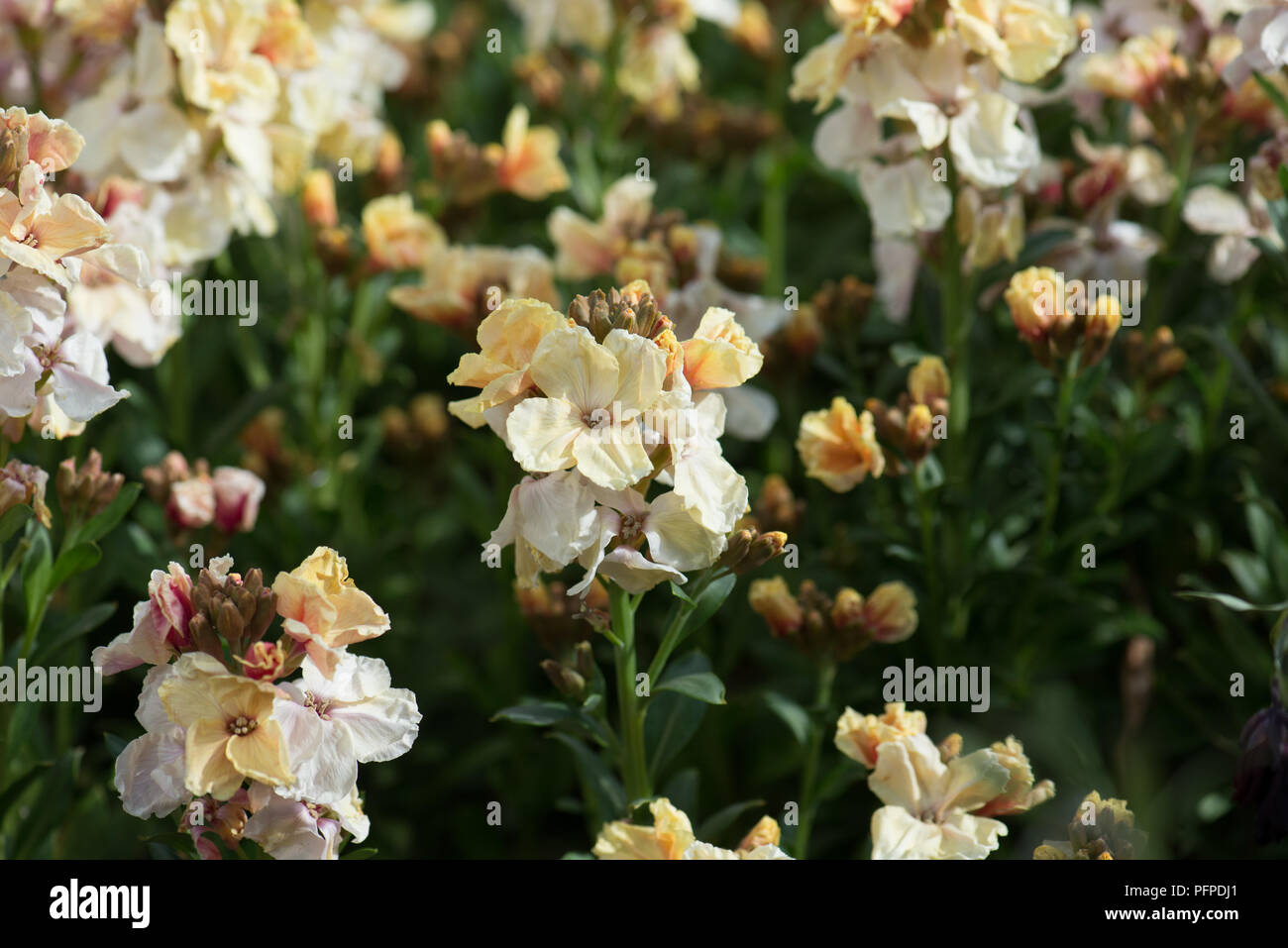 Cheiranthus Sunset Apricot Stock Photo - Alamy