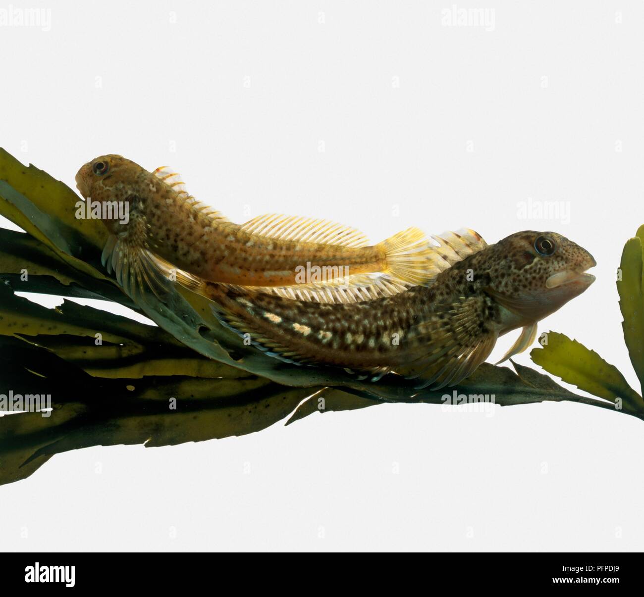 Shanny hi-res stock photography and images - Alamy