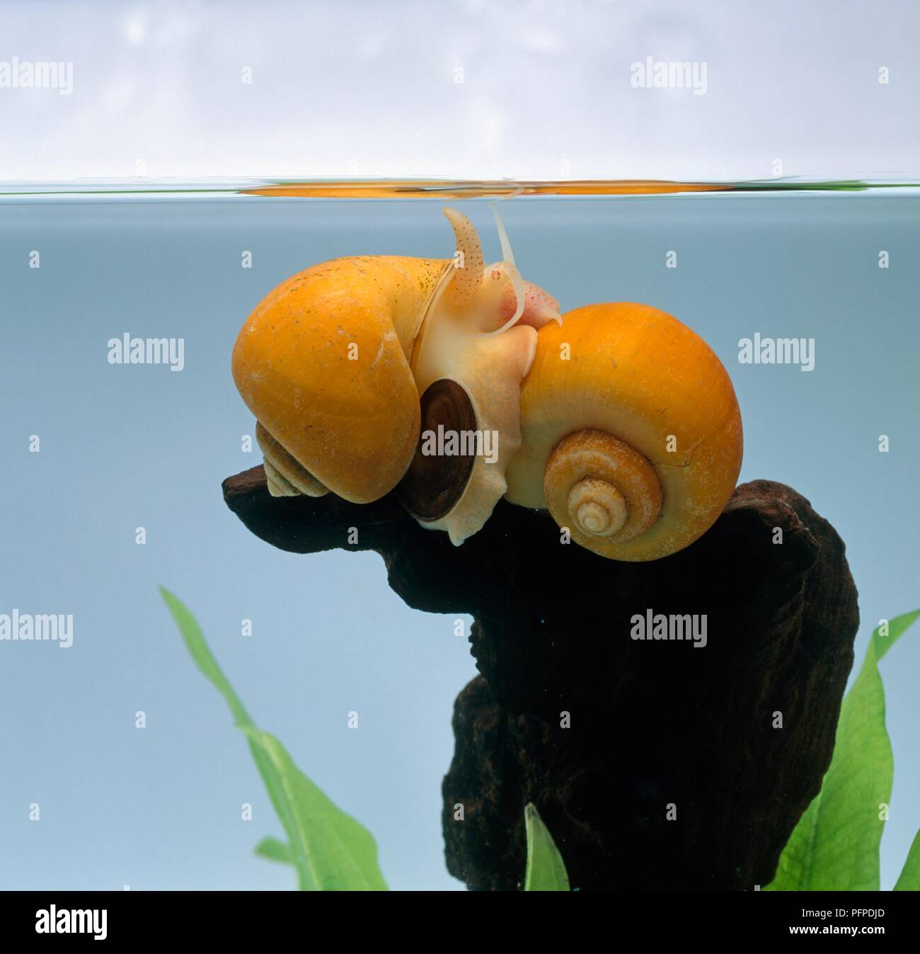 Freshwater snails hi-res stock photography and images - Alamy