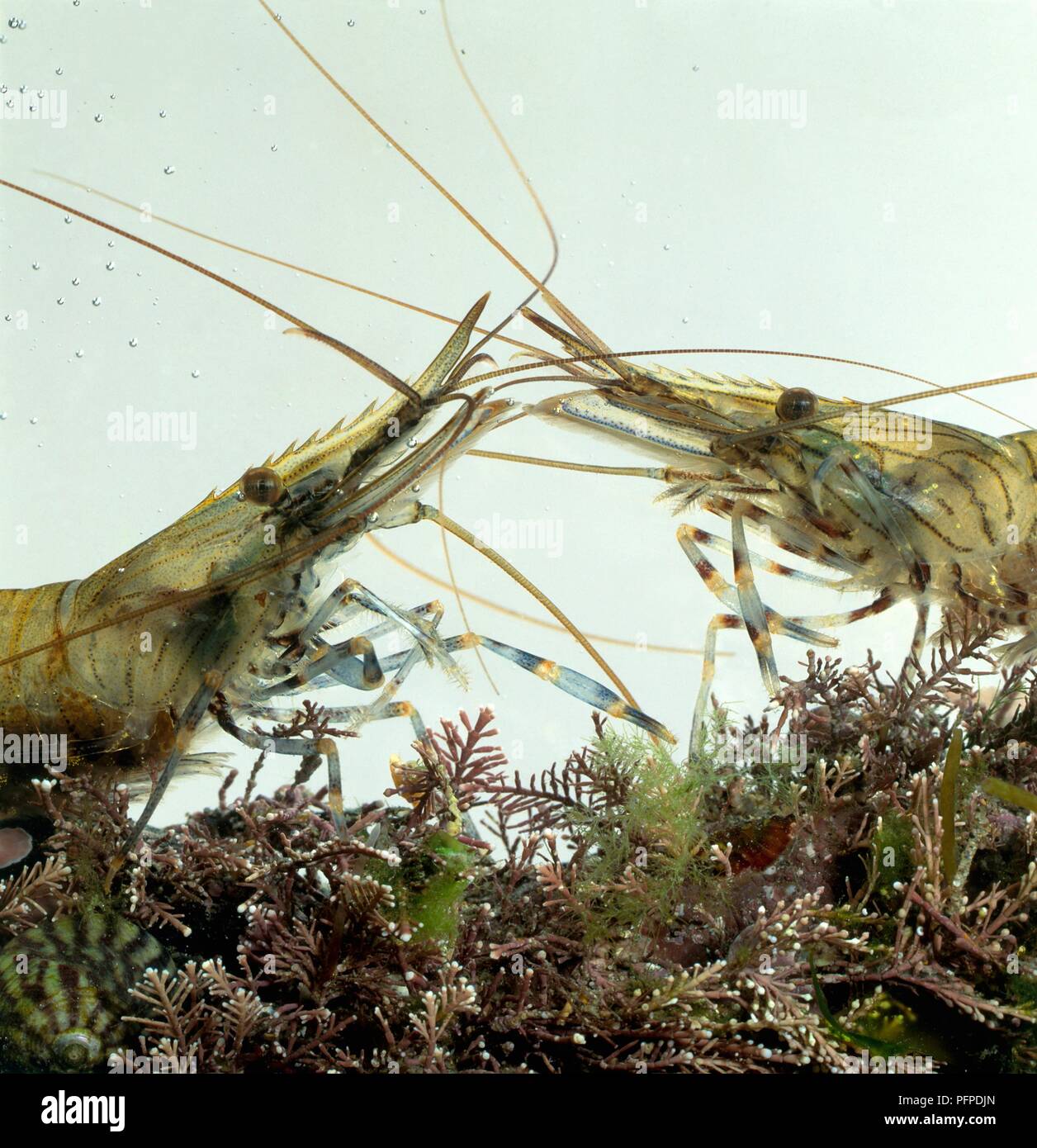 Fighting tank hi-res stock photography and images - Alamy