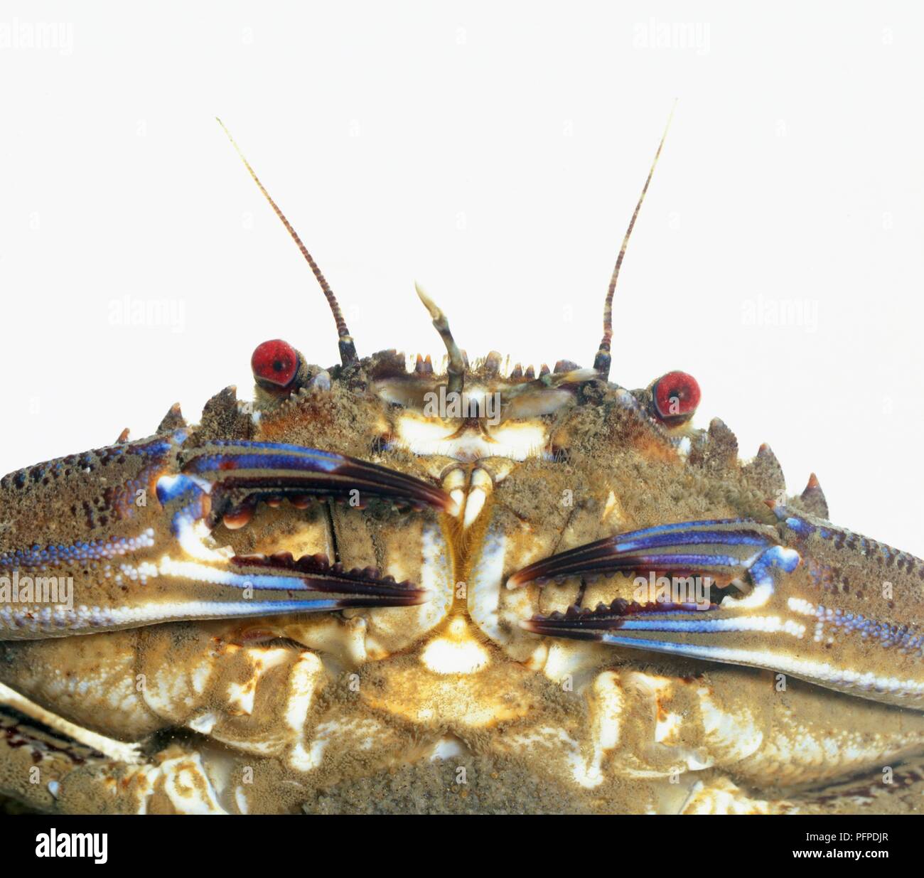 Liocarcinus hi-res stock photography and images - Alamy