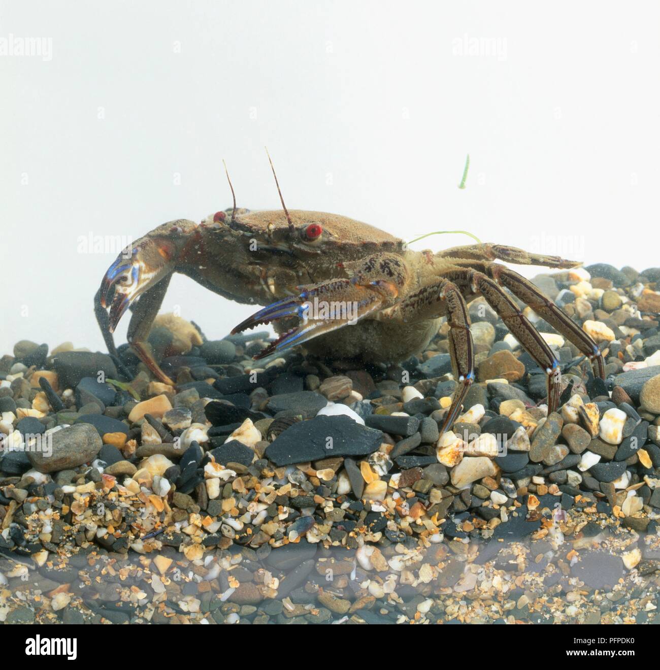 Velvet Crab (Liocarcinus puber) on pebbles in fish tank Stock Photo - Alamy
