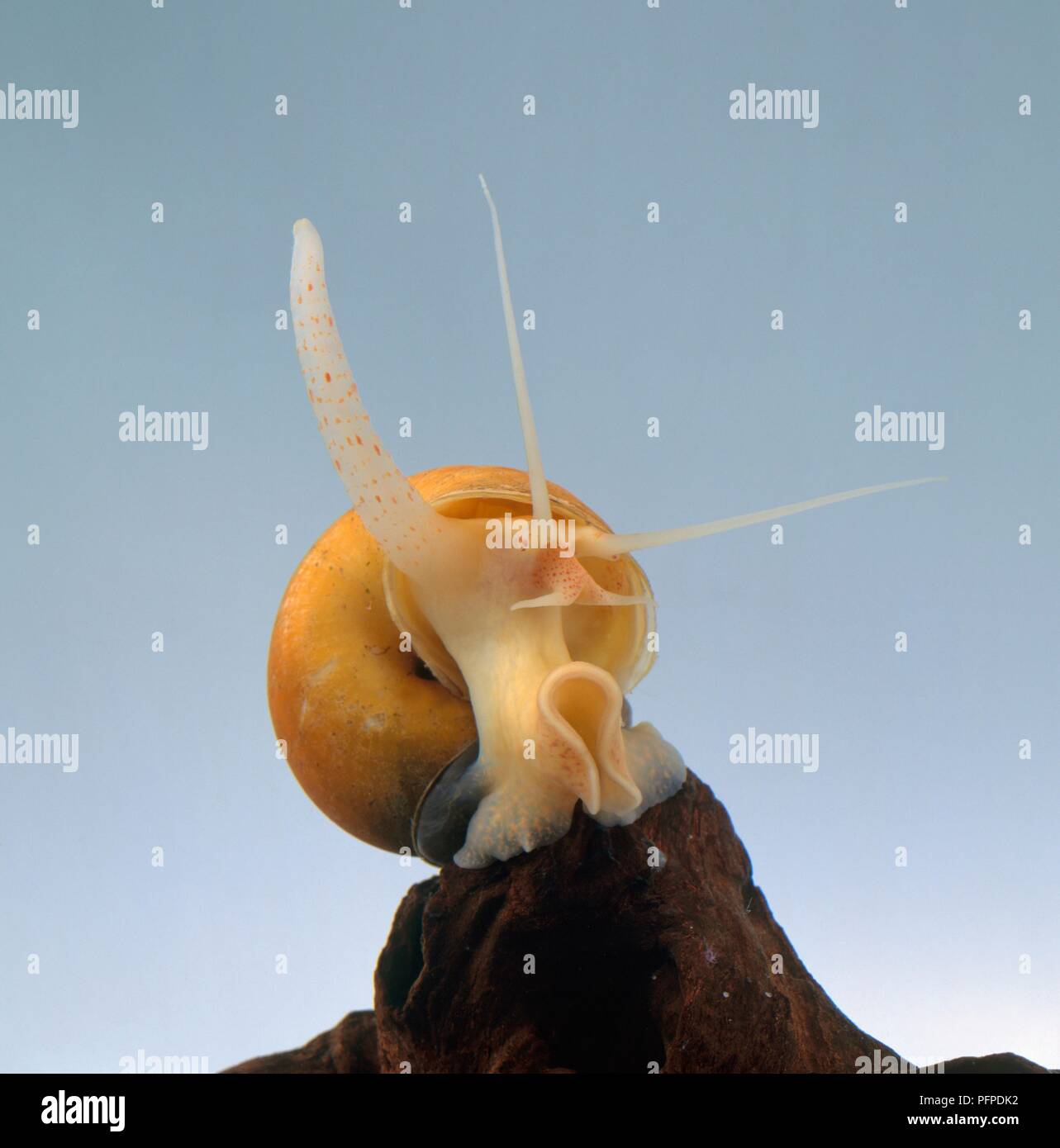 Apple snail underwater hi-res stock photography and images - Alamy