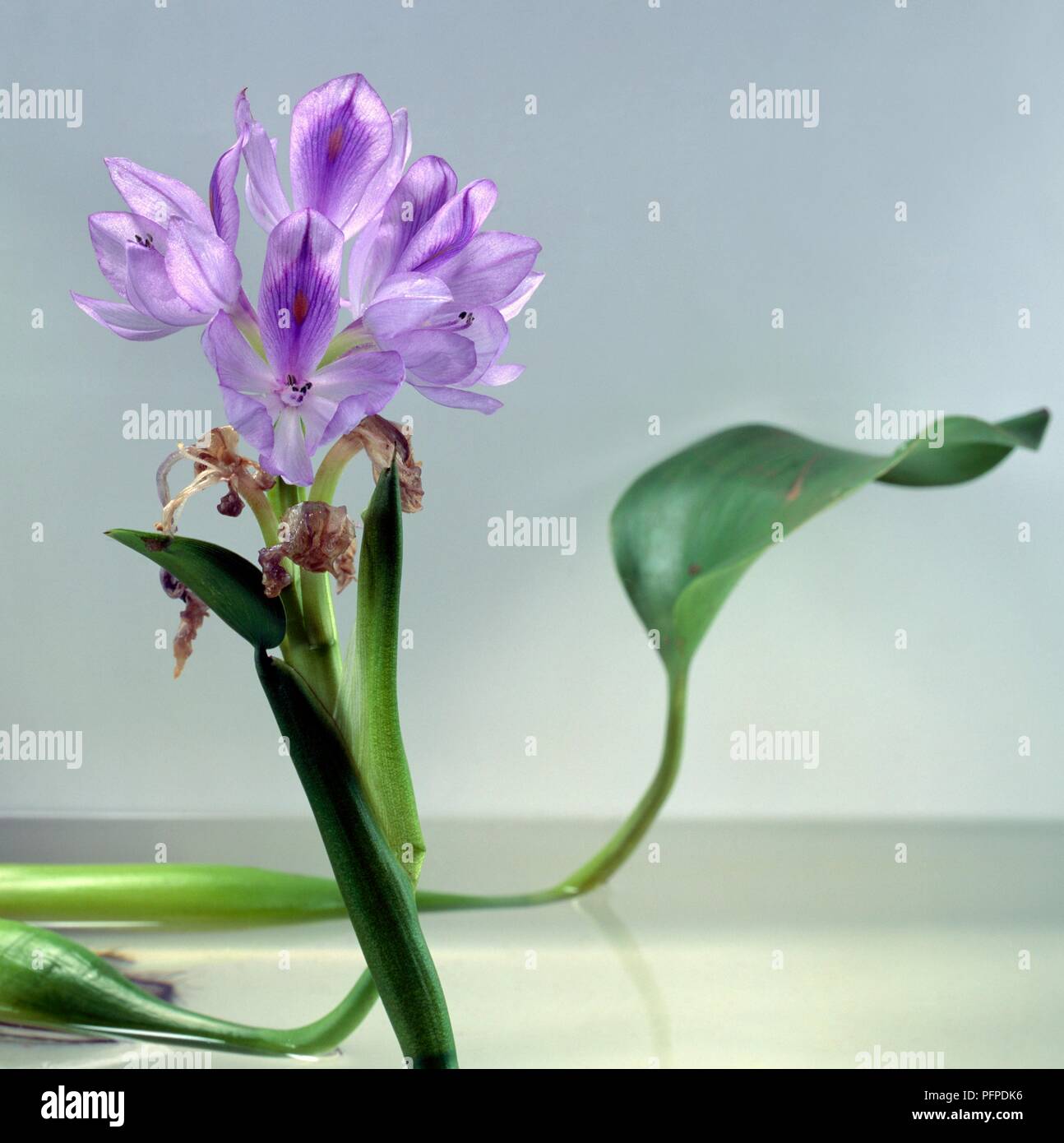 Eichhornia crassipes (water hyacinth) in water Stock Photo - Alamy