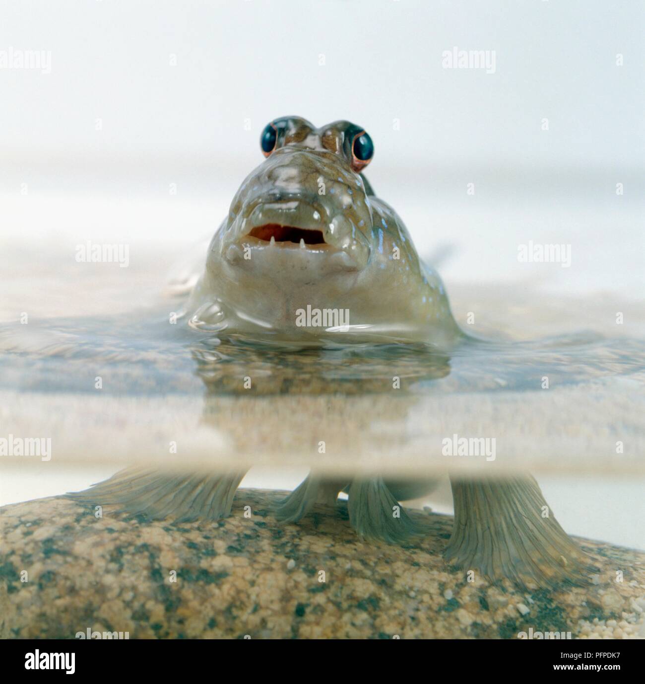 Mudskipper (Periophthalmus barbarus) on rock in fish tank with head ...