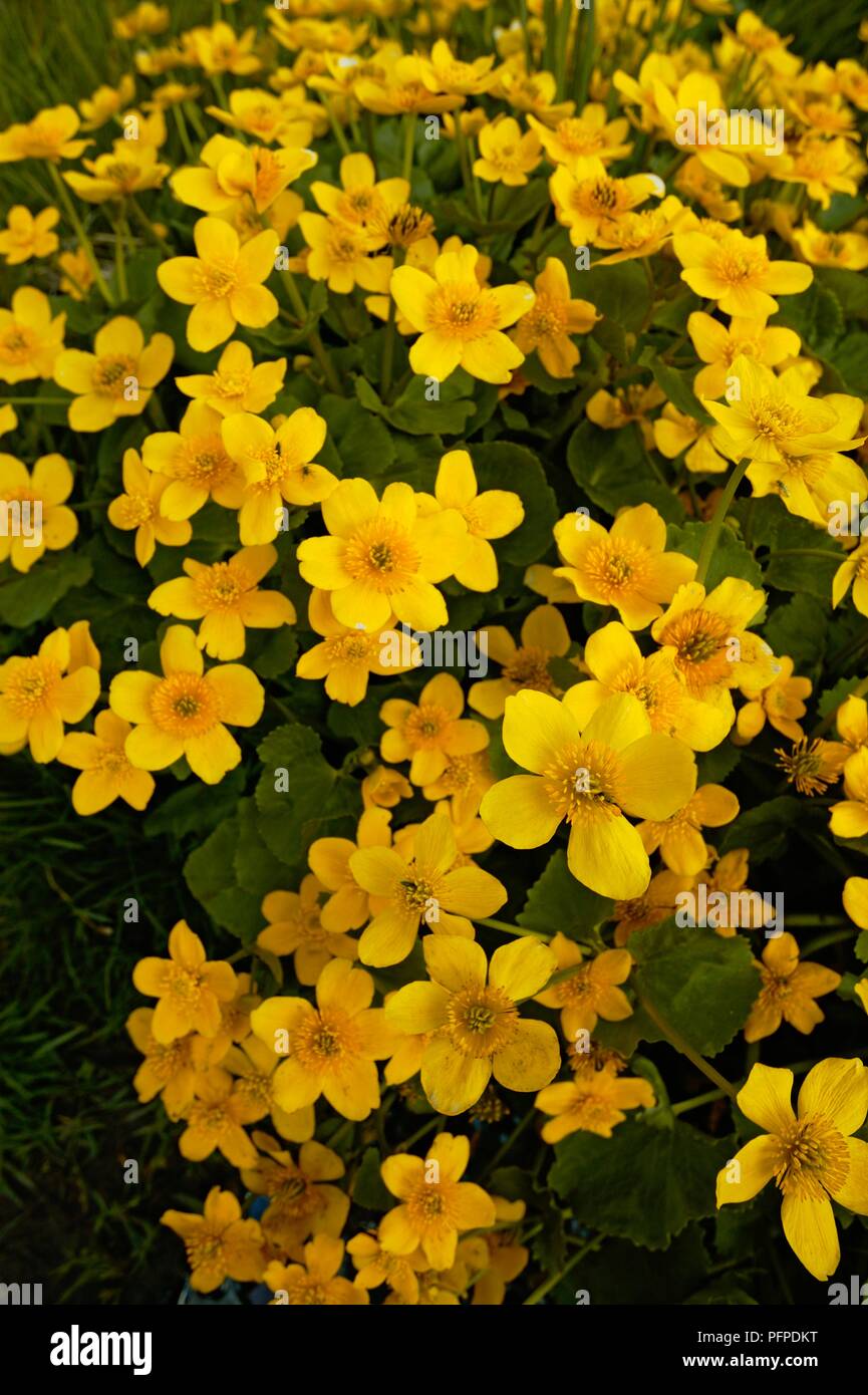 Iceland, Reykjavik, Videy Island, Caltha palustris (Marsh marigold ...