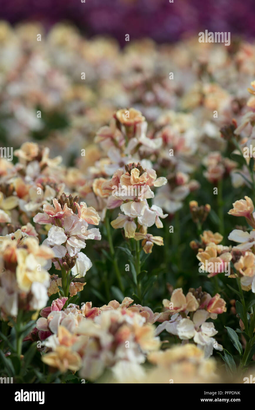 Cheiranthus Sunset Apricot Stock Photo - Alamy