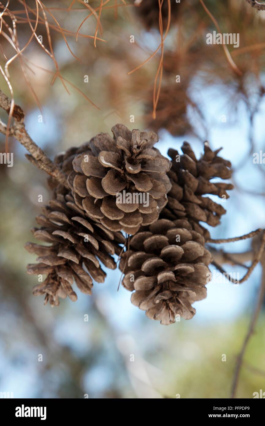 Akdag High Resolution Stock Photography and Images - Alamy