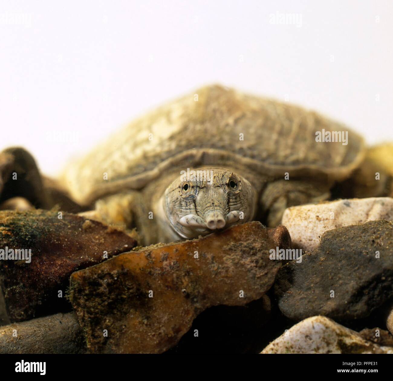 Trionychidae hi-res stock photography and images - Alamy