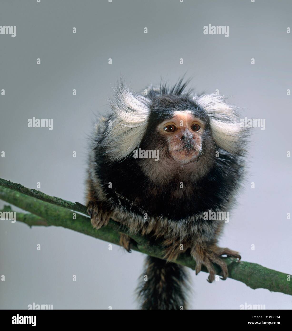 Common marmoset (Callithrix jacchus) on tree branch, front view Stock ...