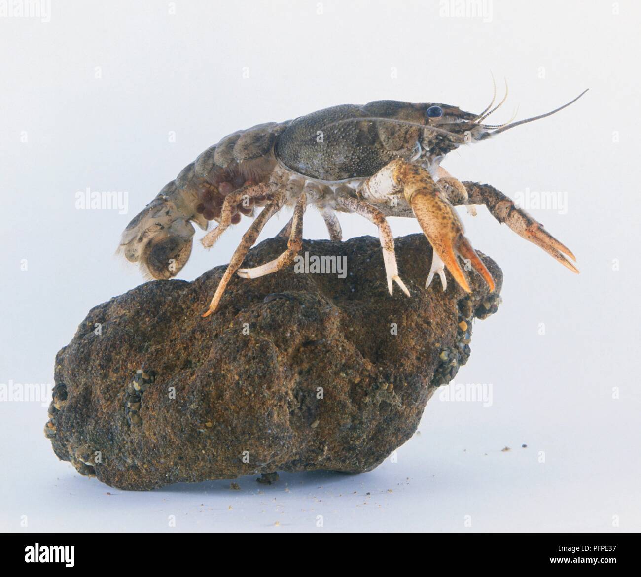 Crayfish sitting on a rock, side view Stock Photo - Alamy