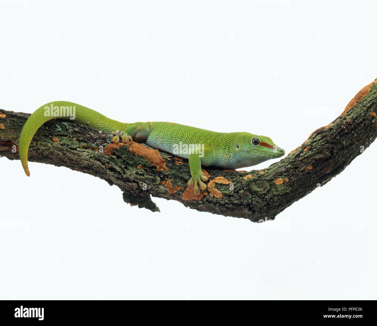 Madagascar day gecko (Phelsuma madagascariensis) on tree branch, side ...