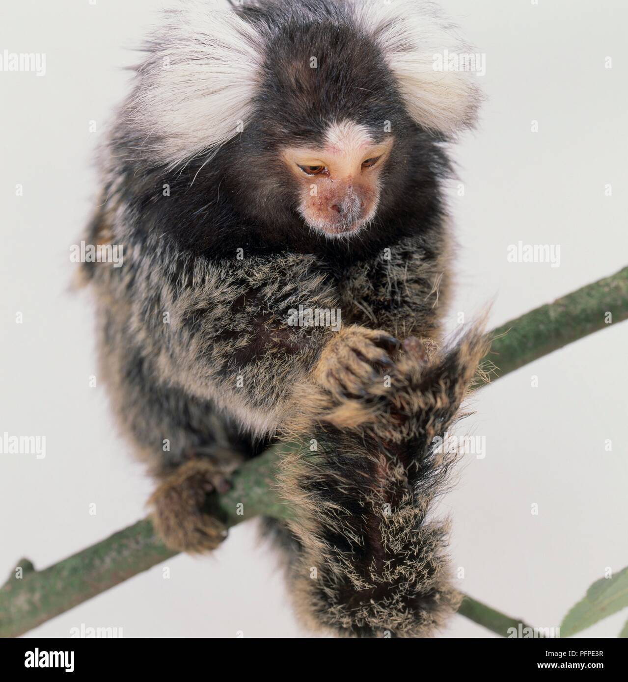 Curled tail of a monkey hi-res stock photography and images - Alamy