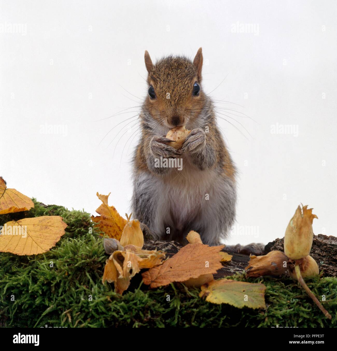 Grey squirrel front view hi-res stock photography and images - Alamy