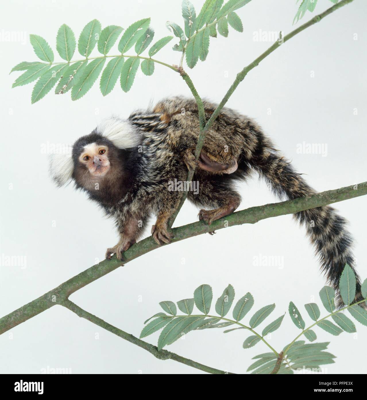 Common marmoset (Callithrix jacchus) on tree branch, facing forward ...