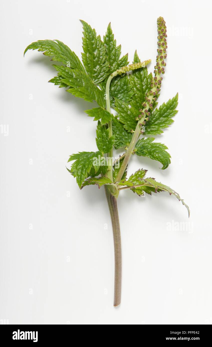 Cimicifuga Racemosa Leaf