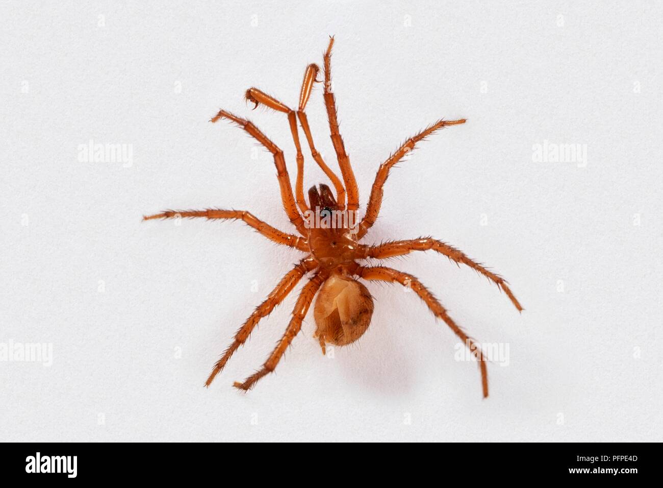 Atypoides hi-res stock photography and images - Alamy