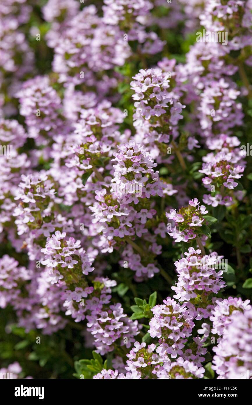 Thyme flowers hi-res stock photography and images - Alamy