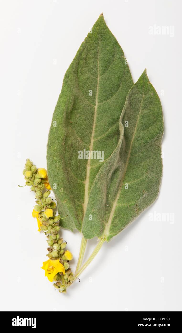 Mullein leaves hi-res stock photography and images - Alamy