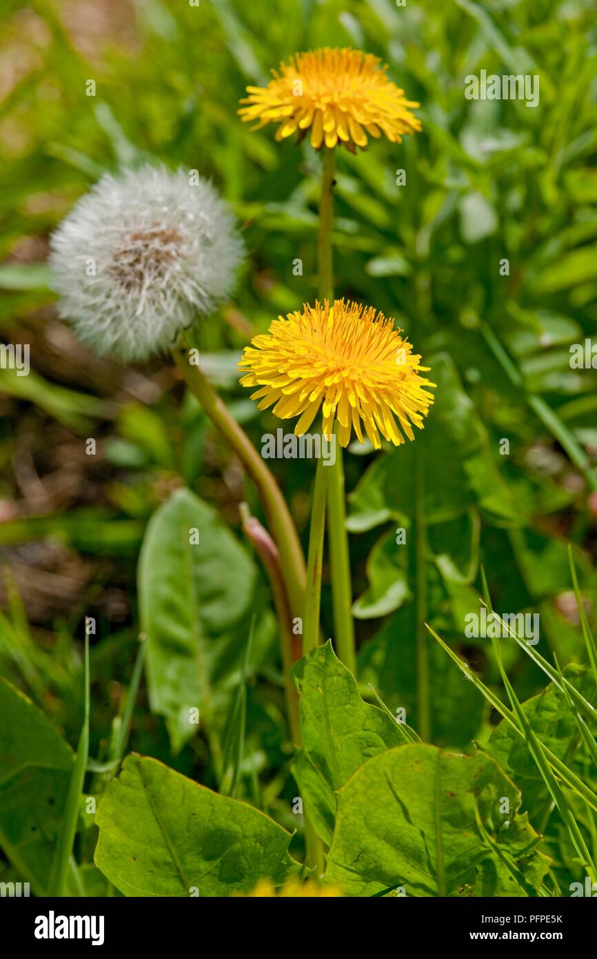 Dandelion flowers and clock Stock Photo - Alamy