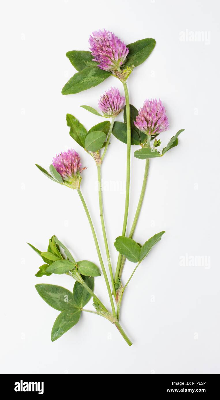 Trifolium pratense (Red clover Stock Photo - Alamy