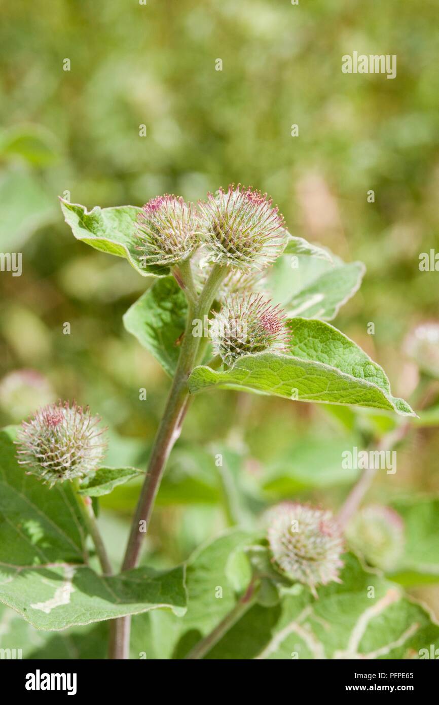 Arctium lappa (Greater burdock) plant with flowers and leaves Stock ...