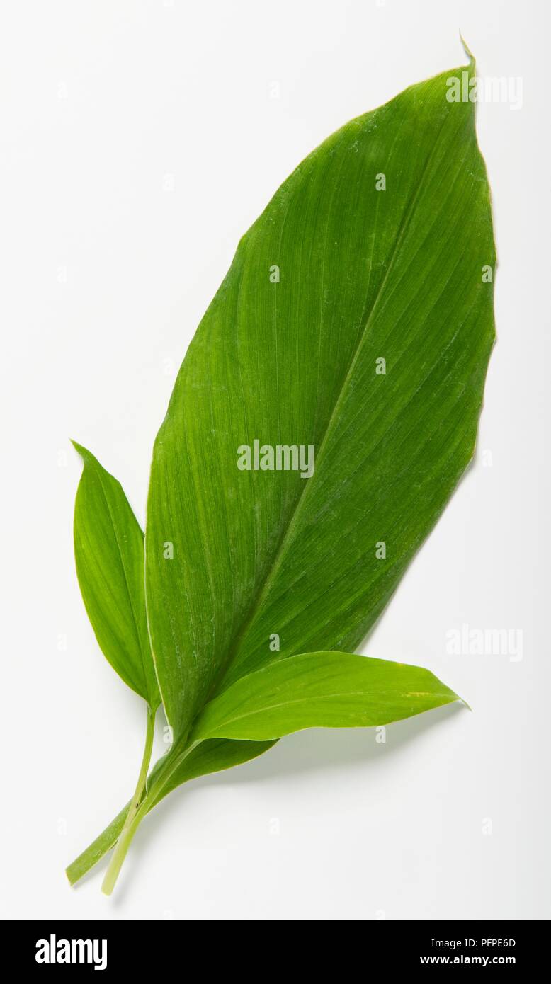 Green Curcuma longa (Turmeric) leaves and leaflets Stock Photo - Alamy