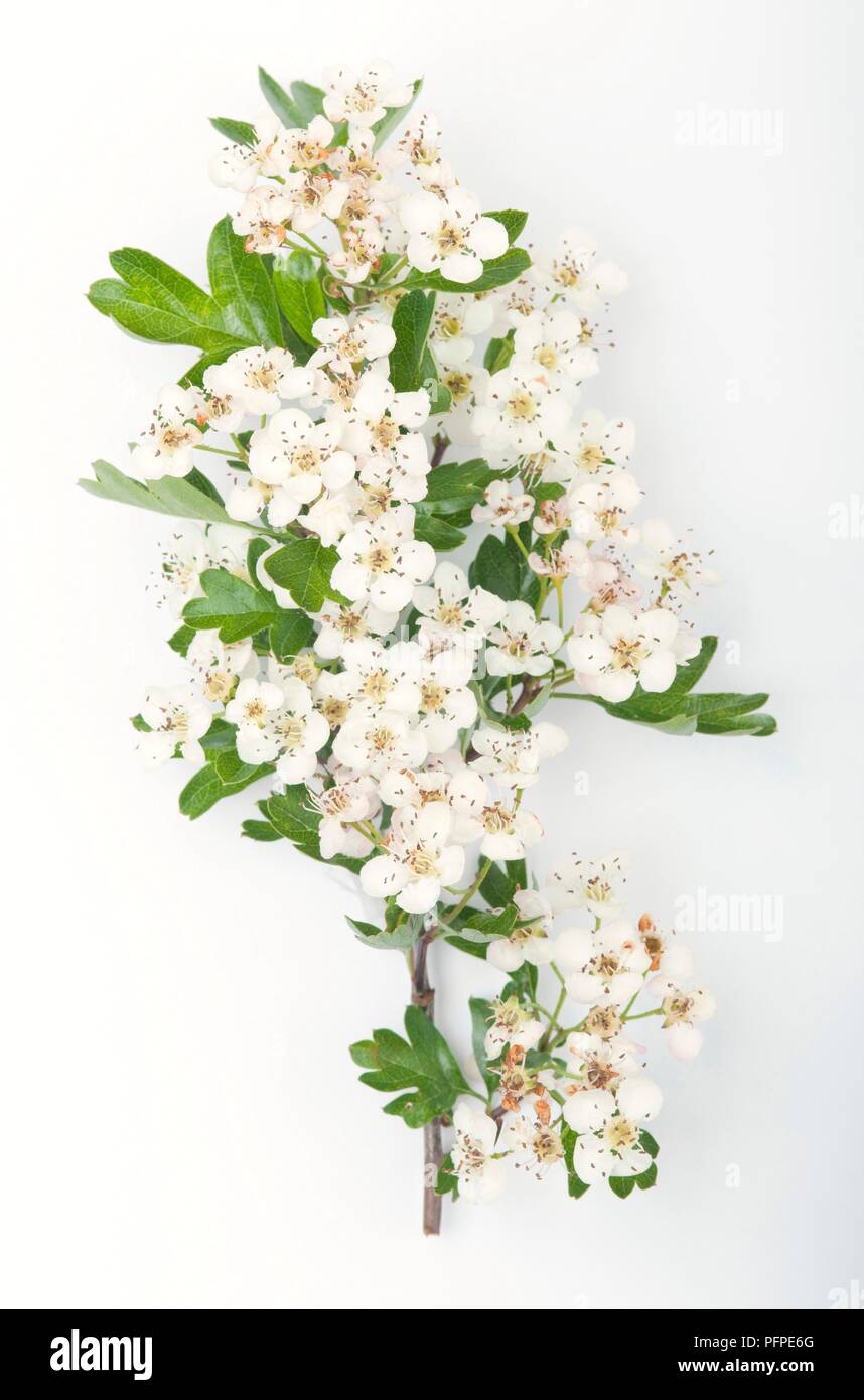 White common hawthorn crataegus hi-res stock photography and images - Alamy