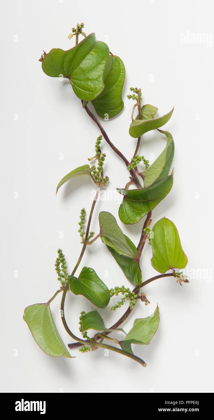 Dioscorea leaves hi-res stock photography and images - Alamy