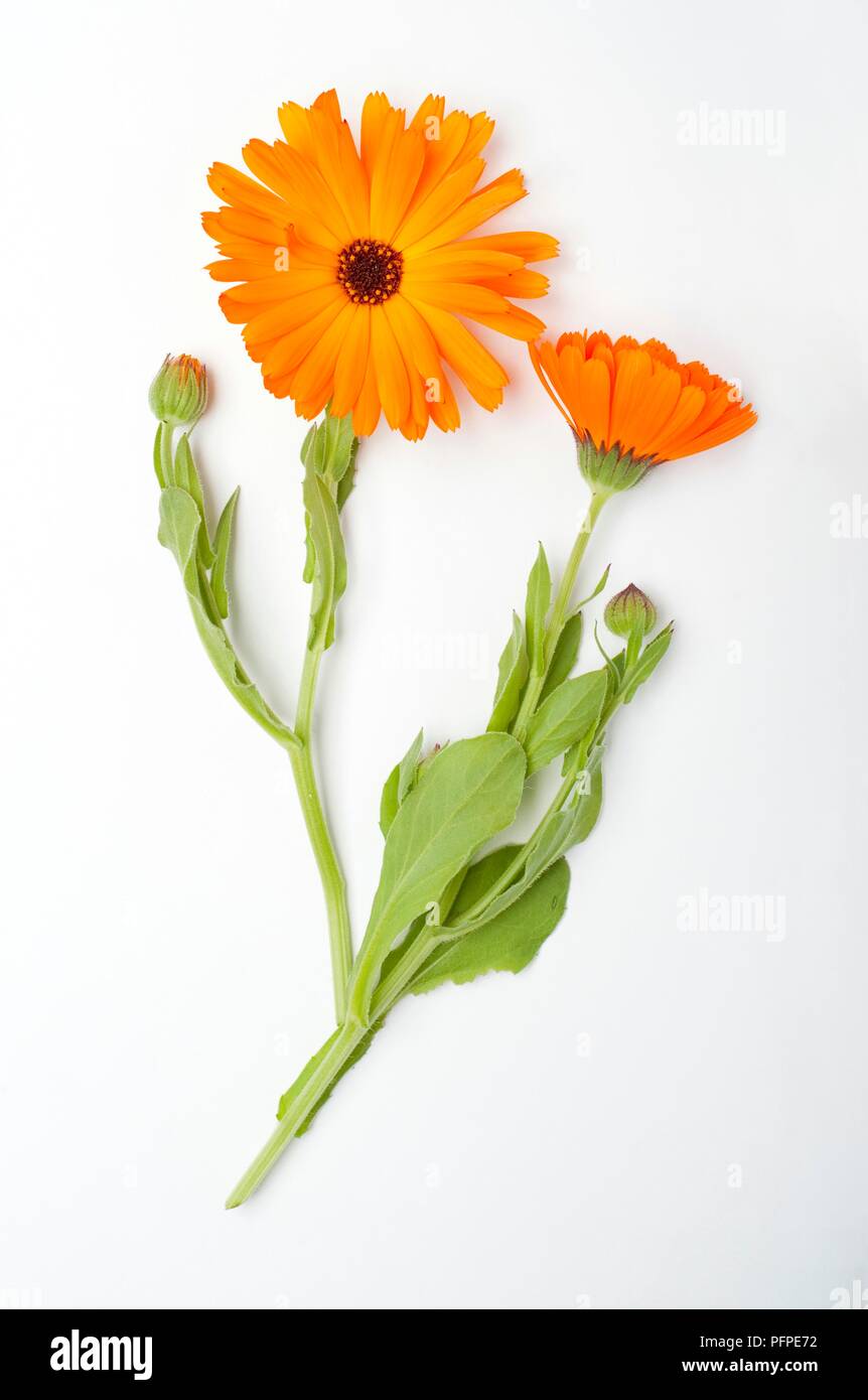 Calendula Plant Information
