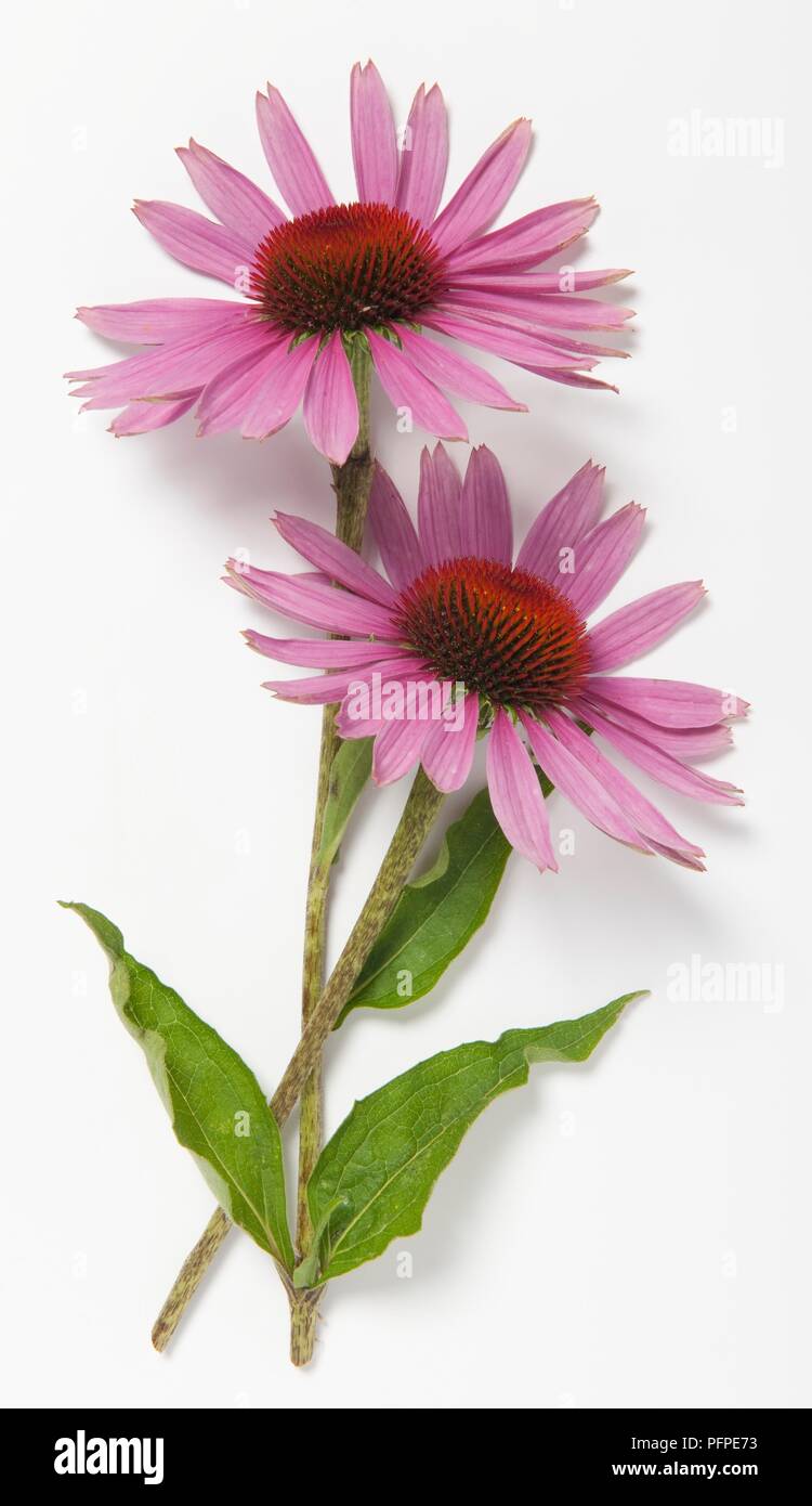 Echinacea purpurea (Eastern Purple Coneflower or Purple Coneflower ...