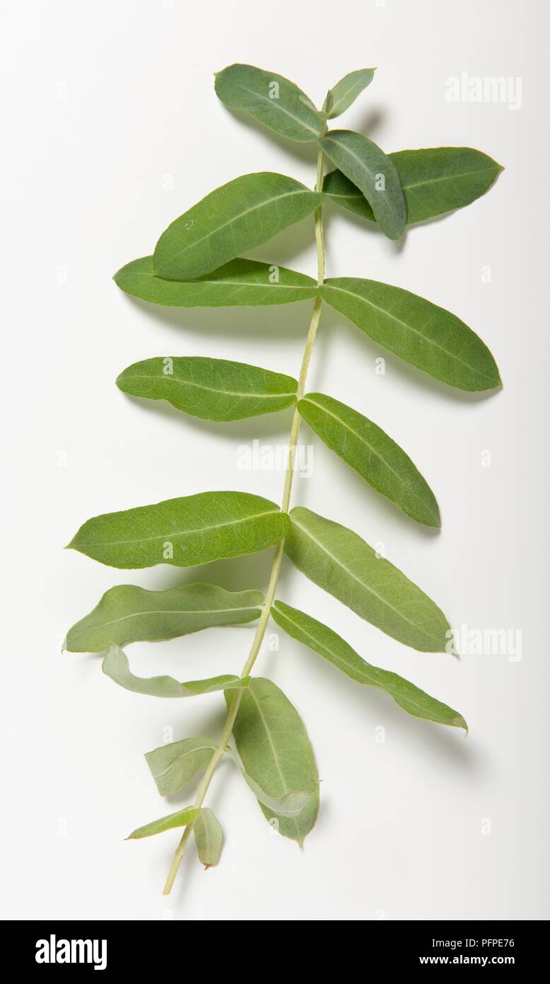 Eucalyptus globulus (Tasmanian Blue Gum, Southern Blue Gum), green ...