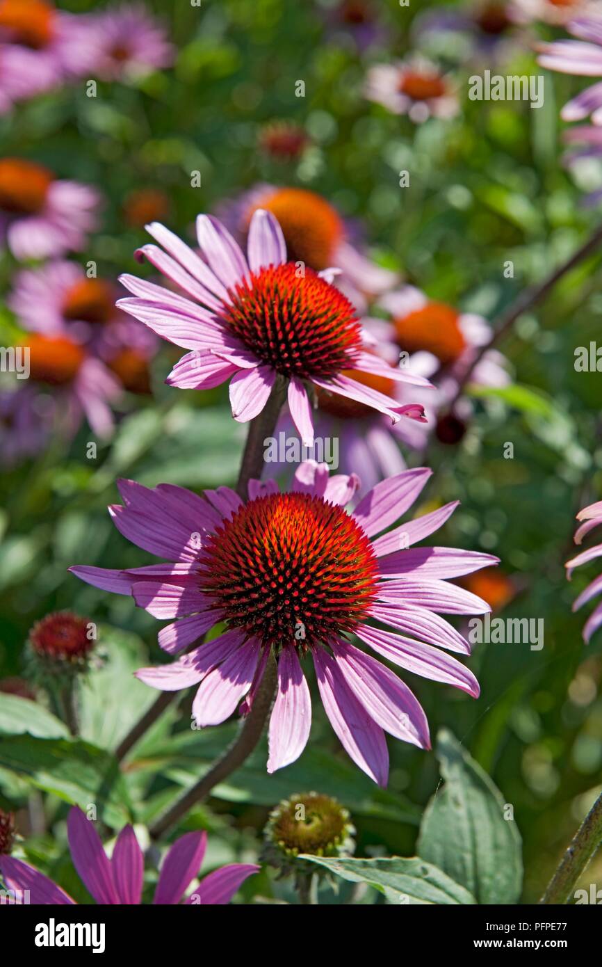 Echinacea purpurea (Eastern Purple Coneflower or Purple Coneflower) on ...