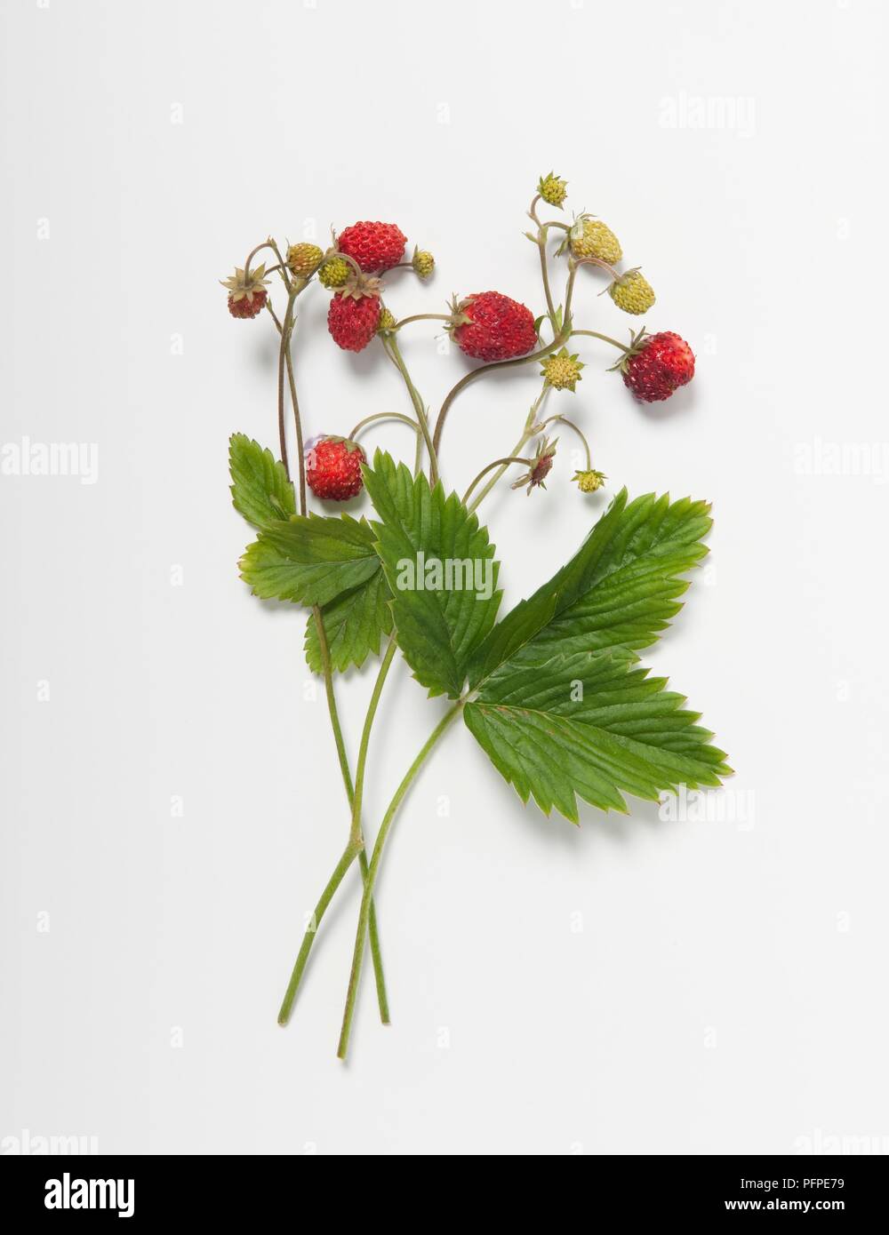 Ripe and developing Fragaria vesca (Wild strawberry) fruit and leaves ...