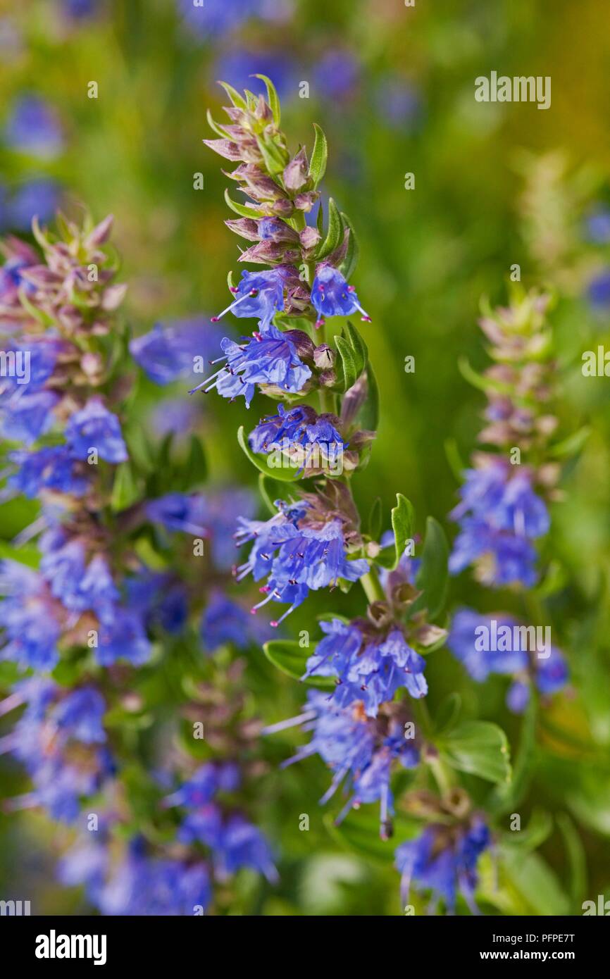 Purple Leonurus cardiaca (Motherwort) flowers and buds on long stems ...