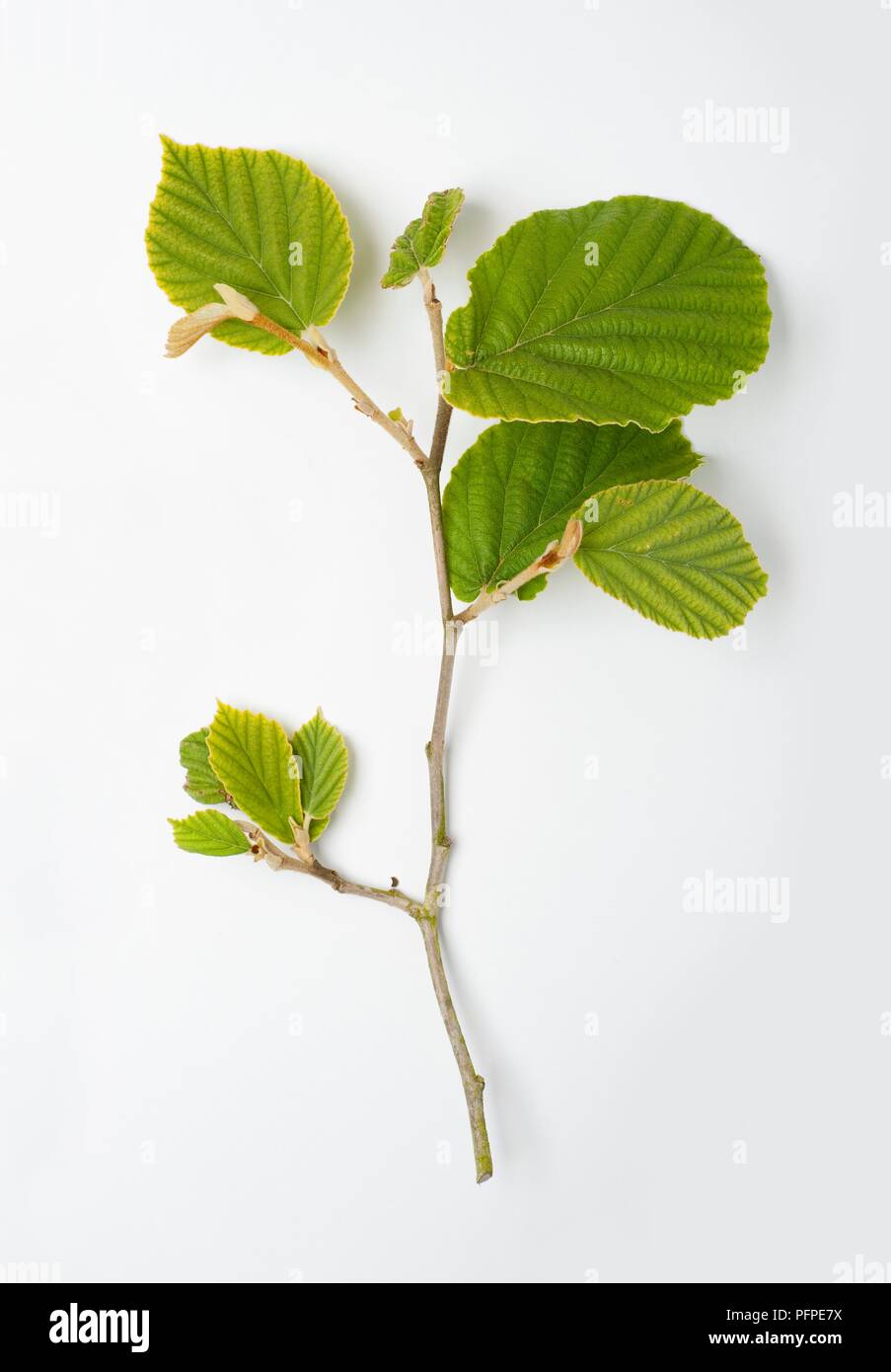 Green Hamamelis (Witch Hazel) leaves on stem Stock Photo - Alamy