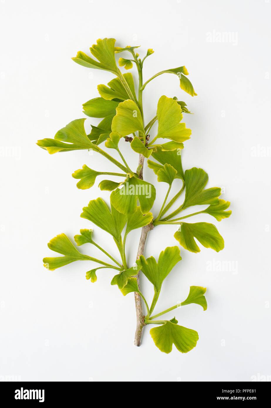 Green Ginkgo biloba (Ginkgo) leaves on stem Stock Photo - Alamy