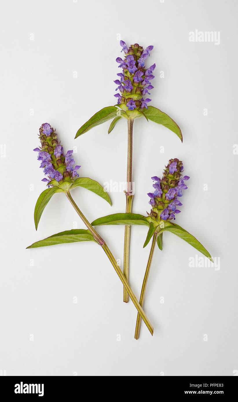 Prunella vulgaris (Selfheal) stems with leaves and blue flower spikes ...