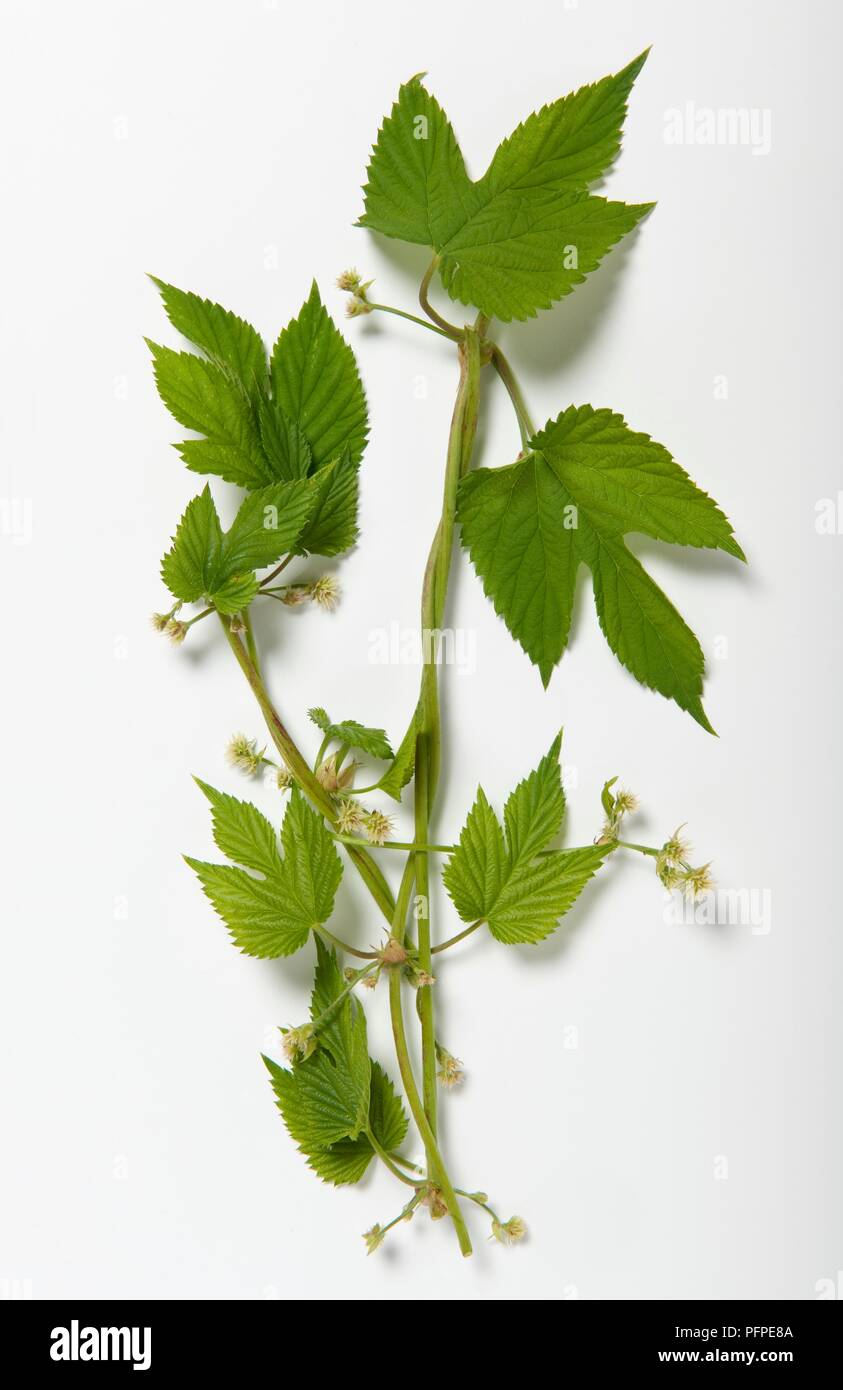 Emerging flower cones of Humulus lupulus (Common hop) and green leaves ...