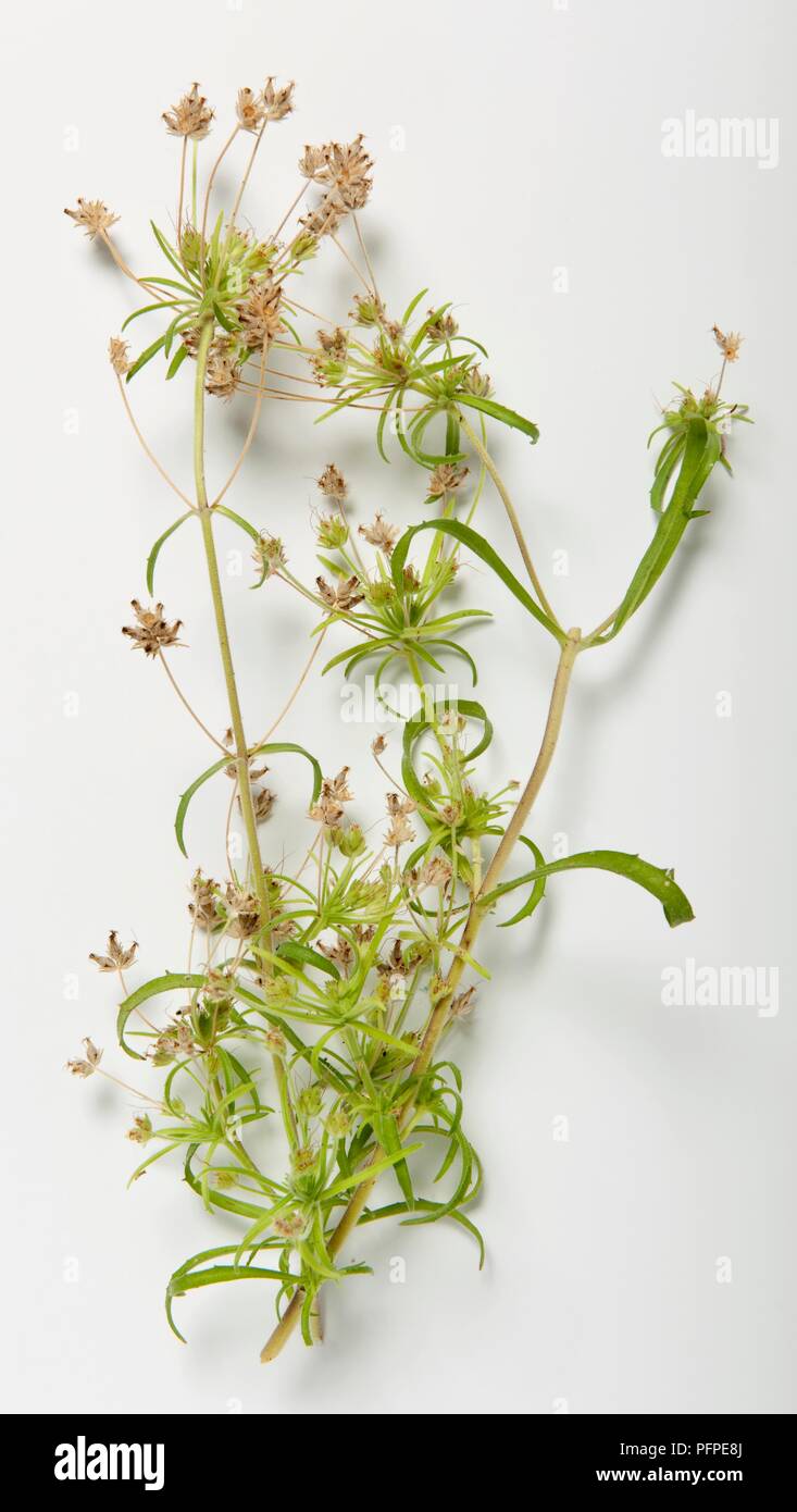 Plantago psyllium (Sand plantain) stems with flowers and leaves Stock ...