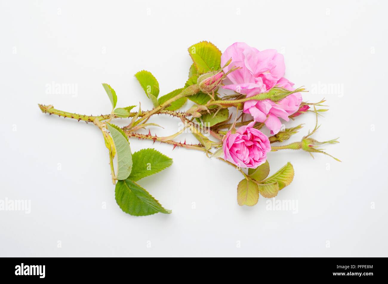 Branch of pink roses, buds and leaves on white background. Rosa ...