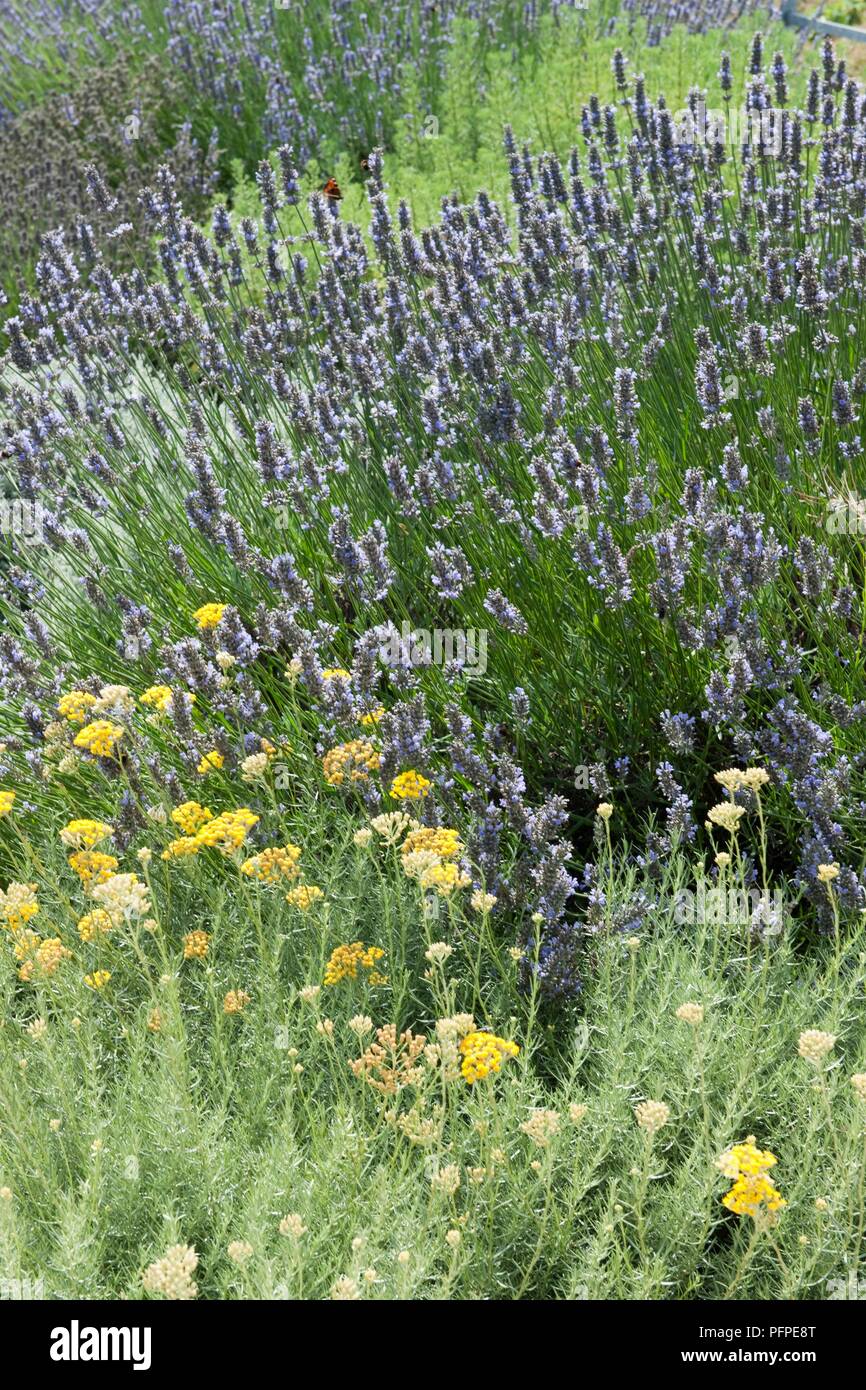 Field of blue lavender and yellow yarrow flowers Stock Photo - Alamy